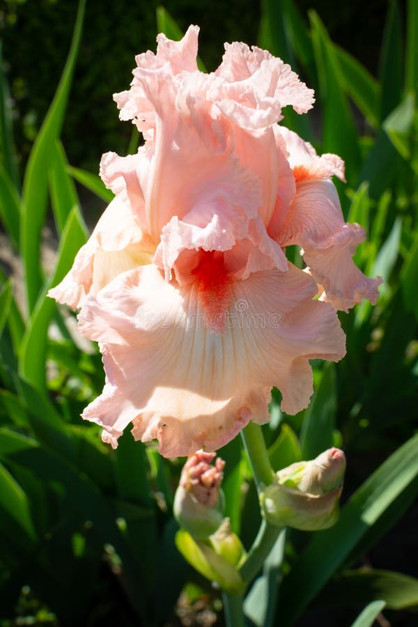 Macro Aerial View of a Pink Iris Flower on Green Background Stock Image ...