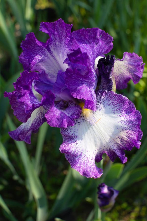 Macro Aerial View of a Purple Iris Flower on a Green Background. Stock ...