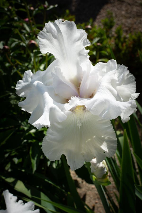 Macro Aerial View of a White Iris Flower on Green Background Stock ...