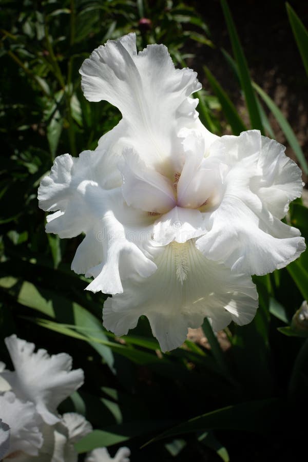 Macro Aerial View of a White Iris Flower on Green Background Stock ...