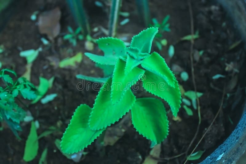 Ajwain Tree with Other Small Tree Stock Image - Image of food, farming ...