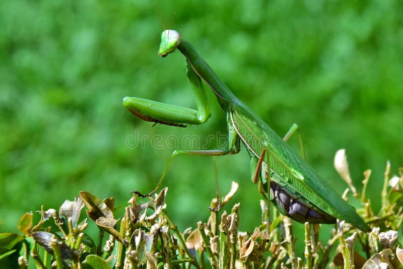 Macro of an Amantis in Greenery Stock Photo - Image of insect, ecology ...