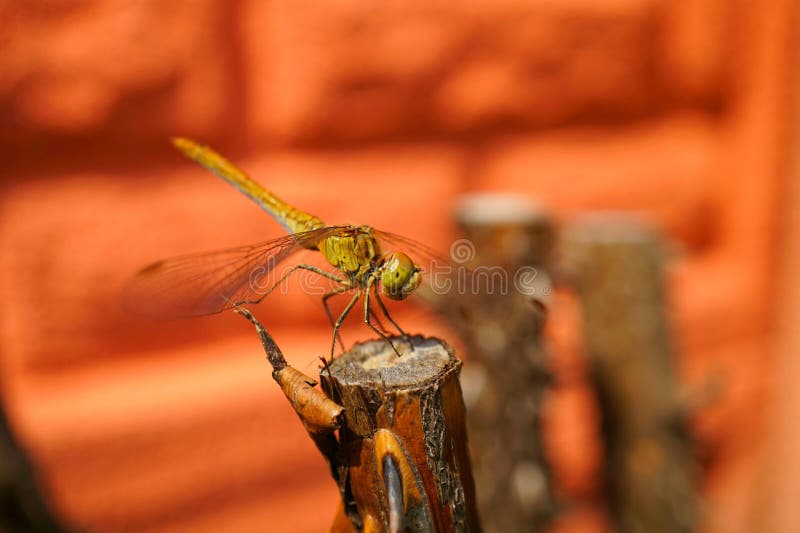 Macro amazing dragonfly stock photo. Image of green, dragonfly - 76676286