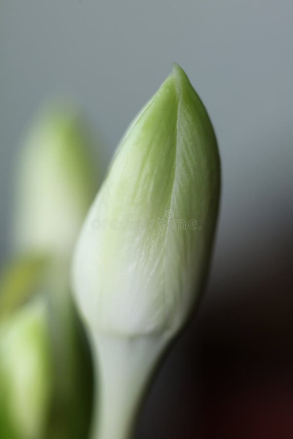 Macro of Amazon Lily, Urceolina × Grandiflora, Formerly Known As ...