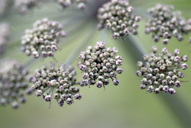 Macro of angelica plant stock image. Image of botany - 14225563