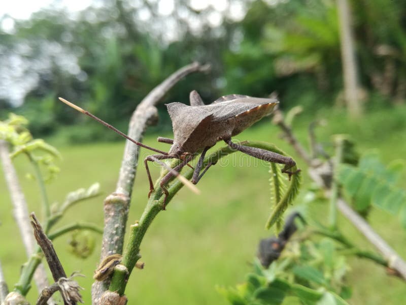Macro,Animal Bug AcanthocePhala Terminalis Under the Stalk Tree in the ...