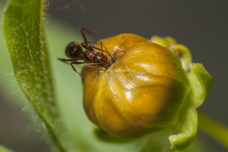 Macro Ant stock photo. Image of extreme, closeup, explore - 28827770