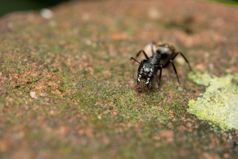 Macro Ant Face stock image. Image of ants, outdoor, bugs - 221410087