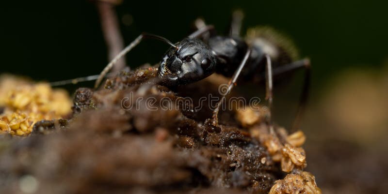 Macro Ant Face stock image. Image of working, outdoor - 221410089