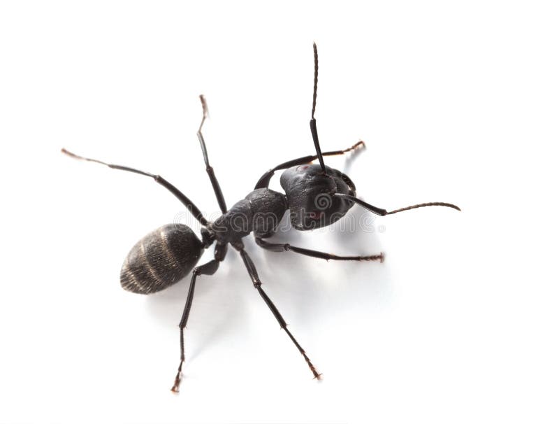 Macro of ant over white stock image. Image of facet, isolated - 38827299