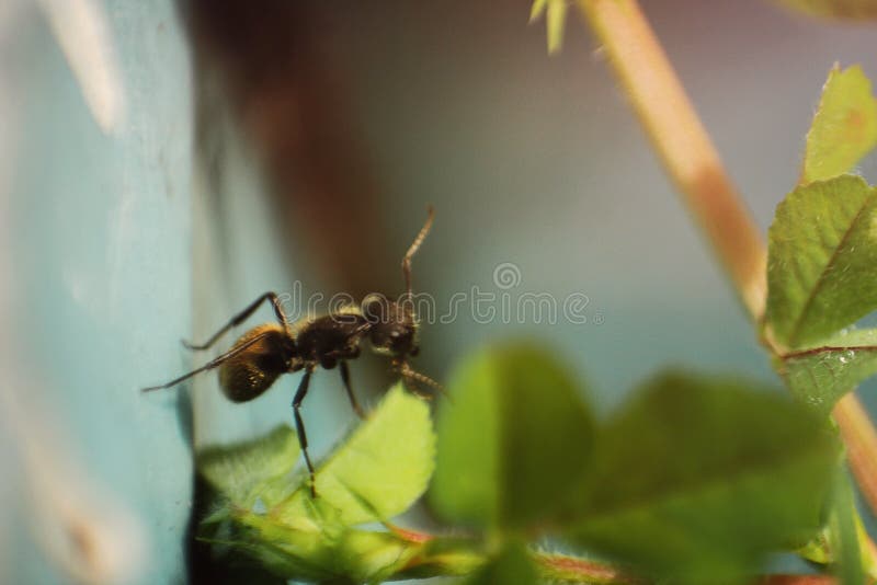 Macro of an ant stock image. Image of detail, leave - 133047139