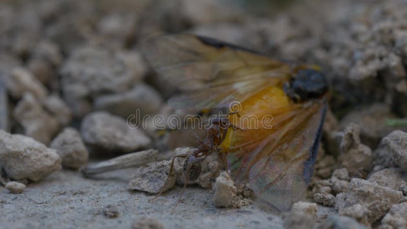 Macro of Ants Devouring a Big Insect Fly Stock Video - Video of macro ...