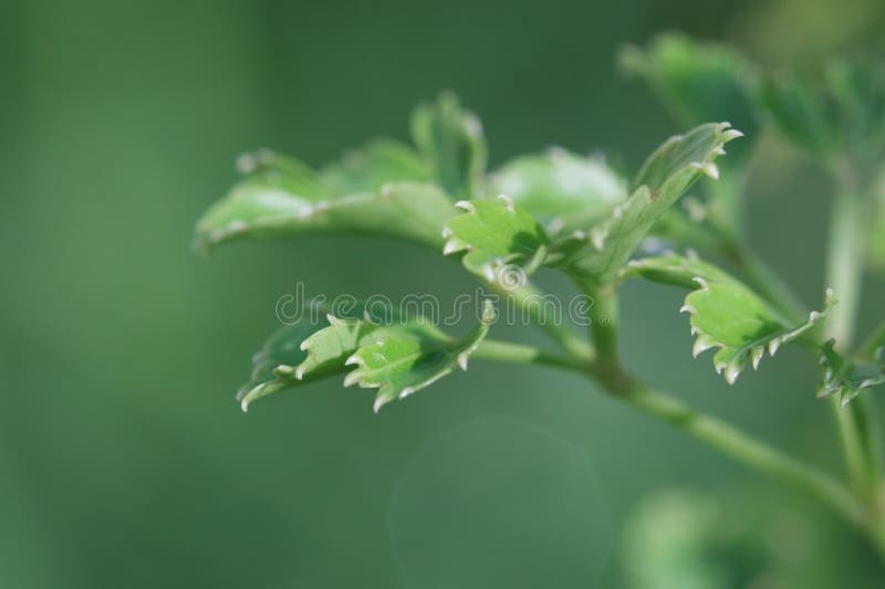 Macro of Plant Geranium Aralia, Polyscias Guilfoylei. Stock Photo ...