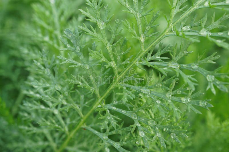 Macro Armoise D'absinthe De Feuille Image stock - Image du flou, matin ...