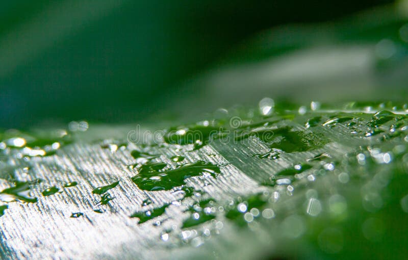 Macro Art Close Up from a Wet Leaf Stock Image - Image of bright ...