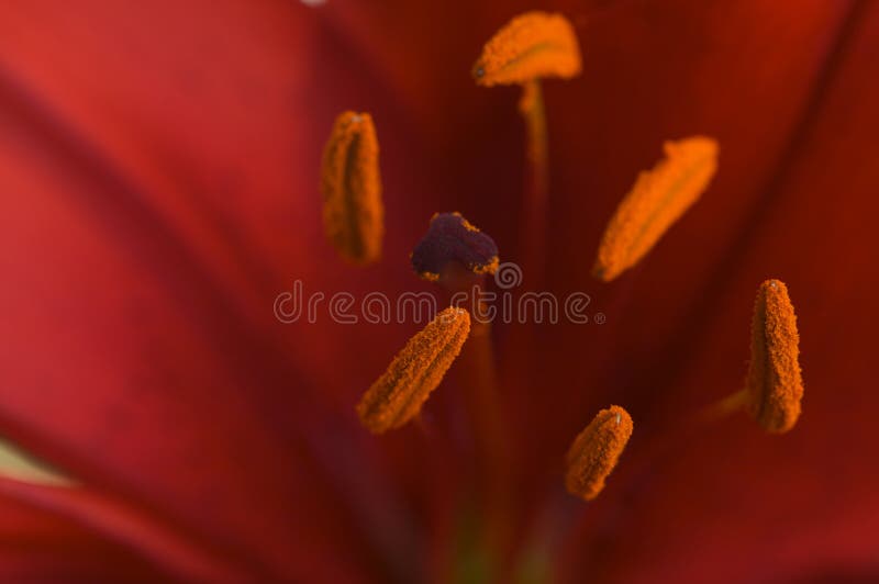Macro Asiatic Lily Bloom Anthers Stock Image - Image of color, garden ...