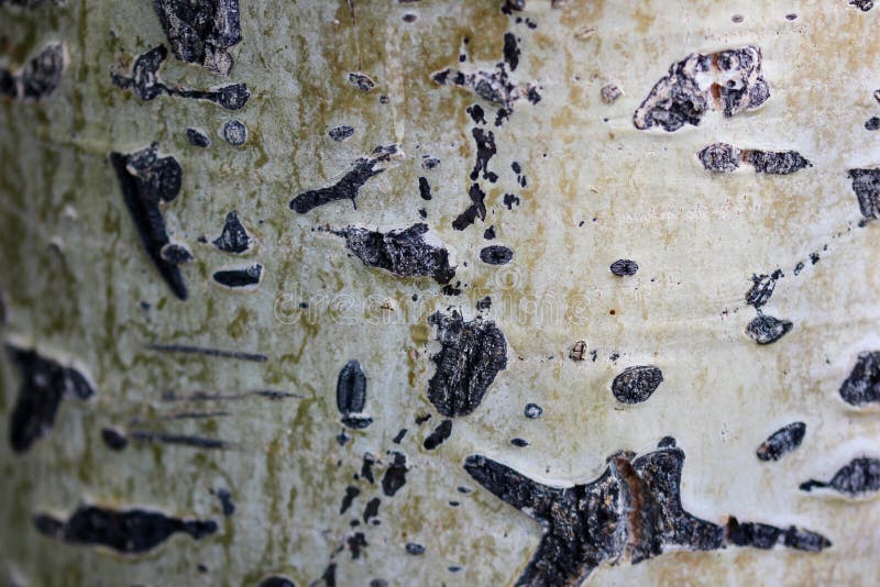 Macro aspen tree trunk stock photo. Image of wood, pattern - 100809424