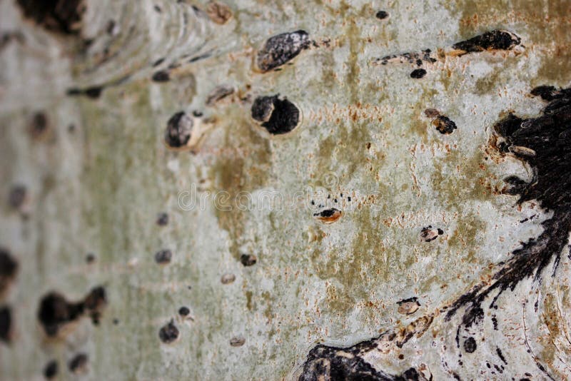 Macro aspen tree trunk stock image. Image of material - 100809105