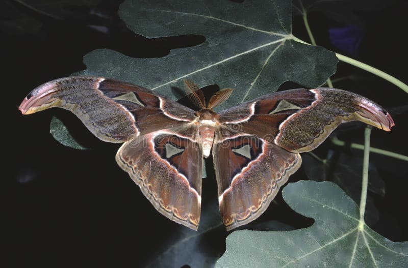 Macro of Attacus Atlas or Atlas Moth on a Leaf Stock Image - Image of ...