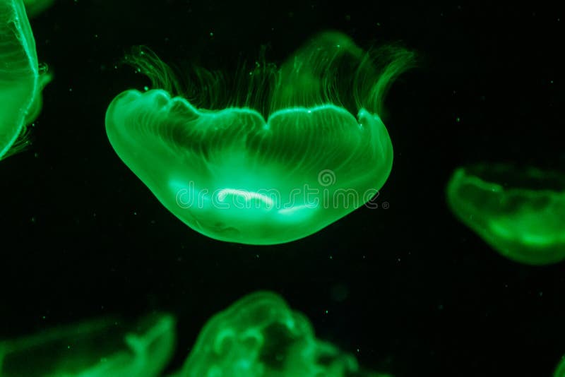Macro Aurelia Aurita Semaeostomeae Stock Photo - Image of animals, moon ...