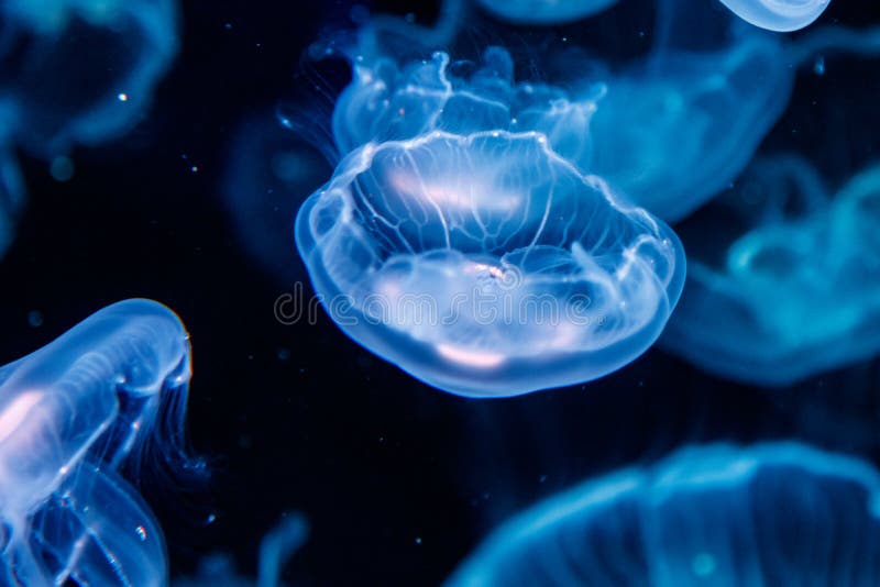 Macro Aurelia Aurita Semaeostomeae Stock Image - Image of fauna, nature ...