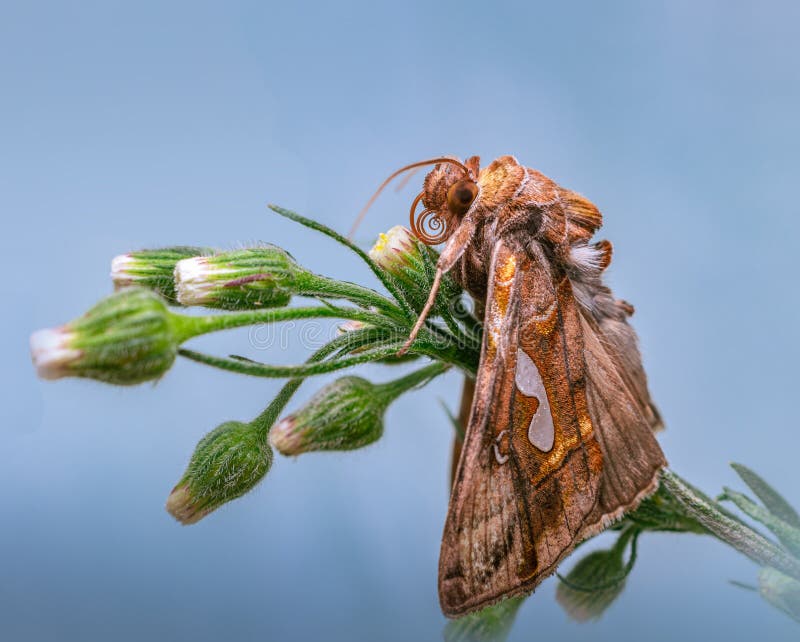 Macro of Autographa Excelsa Moth on Flower Buds Stock Image - Image of ...