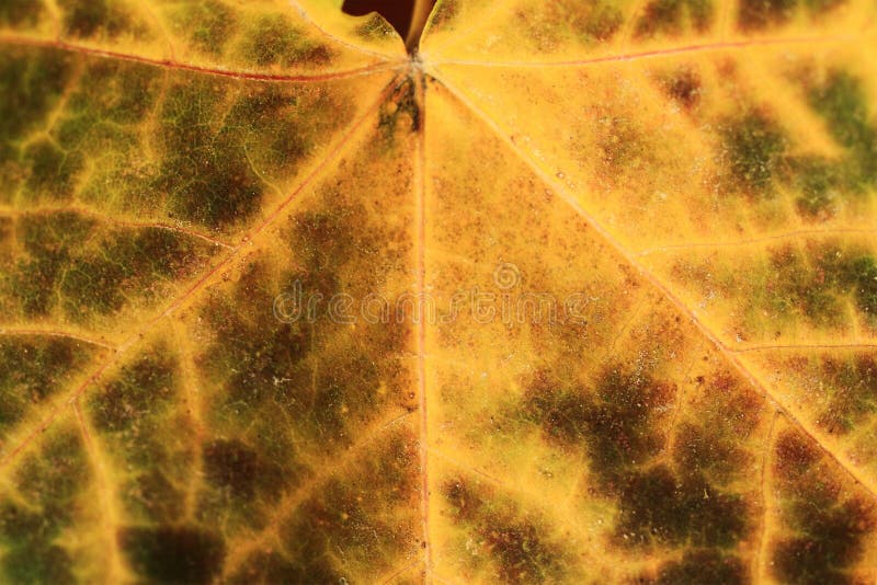 Macro of autumn leaf stock photo. Image of clean, organic - 22316794