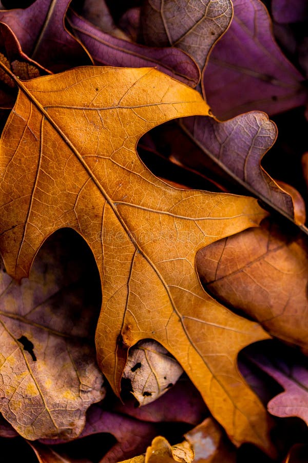 Macro of Autumn Leaf stock image. Image of colorful, closeup - 28131991