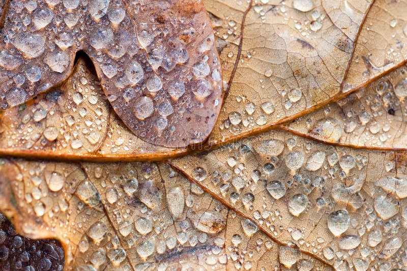 Macro Red Autumn Leaf Nature Seasonal Detail Plant Stock Image - Image ...
