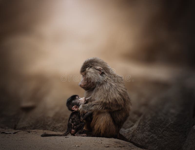 Macro of a Baby Monkey Hugging Its Mother Stock Image - Image of africa ...