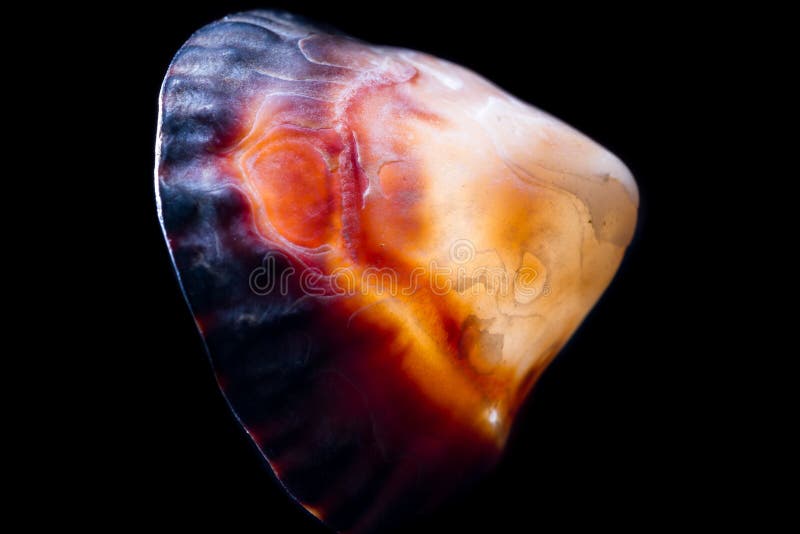 Glowing sea shell stock photo. Image of structural, seashells - 103033676