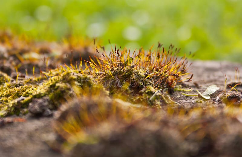 Macro Background of the First Spring Moss. Stock Image - Image of moss ...