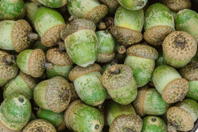 Macro Background of Oak Tree Acorns Stock Photo - Image of fresh, brown ...