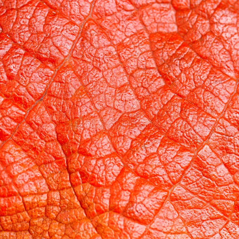 Leaf texture stock photo. Image of outdoors, environment - 6649210