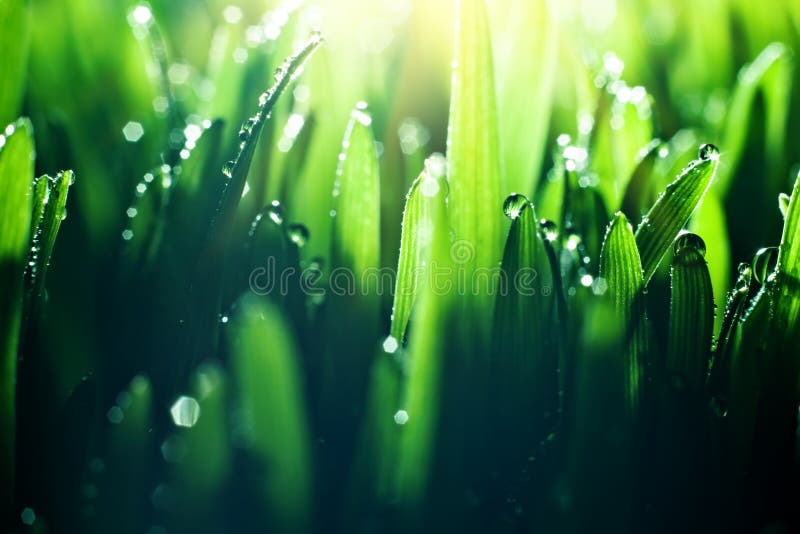 Macro. Background, Water Drops on the Green Grass. Desktop Background ...