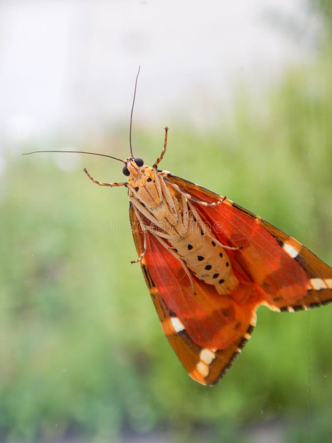Macro about Backside of a Butterfly on the Window Stock Photo - Image ...