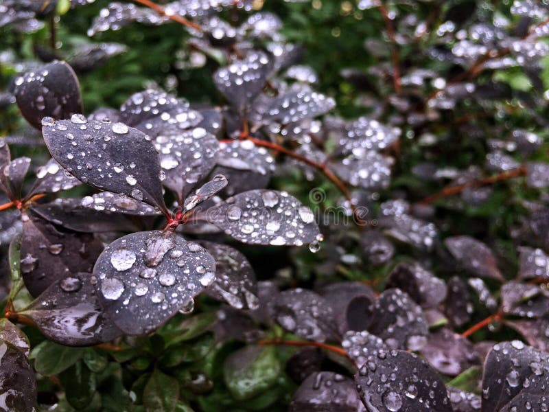 Macro barberry with water stock image. Image of water - 159702817