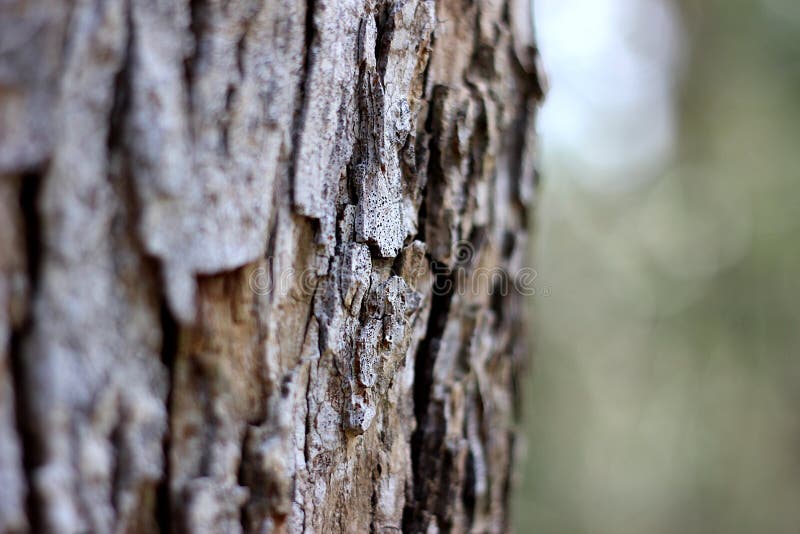 Macro of a Bark of Olive Tree Stock Photo - Image of macro, abstract ...