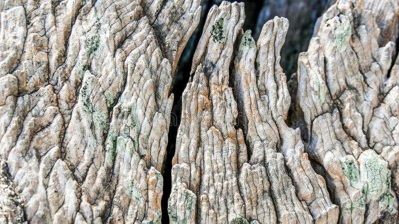 Macro of a Bark of Olive Tree Stock Photo - Image of macro, abstract ...