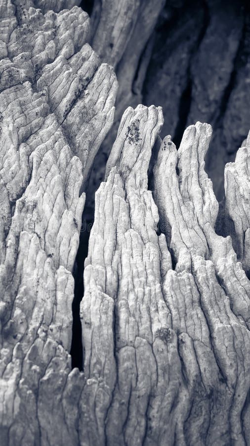 Macro of a Bark of Olive Tree Stock Photo - Image of macro, plant ...