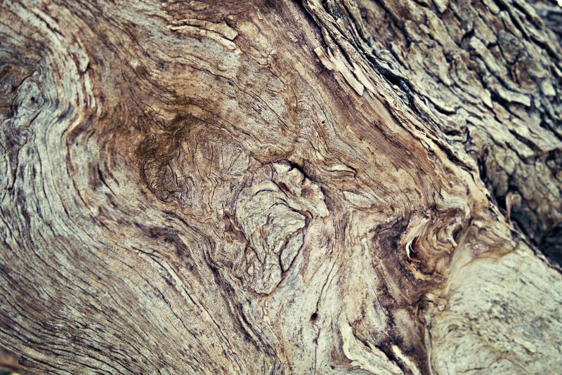 Macro of a Bark of Olive Tree Stock Photo - Image of macro, abstract ...