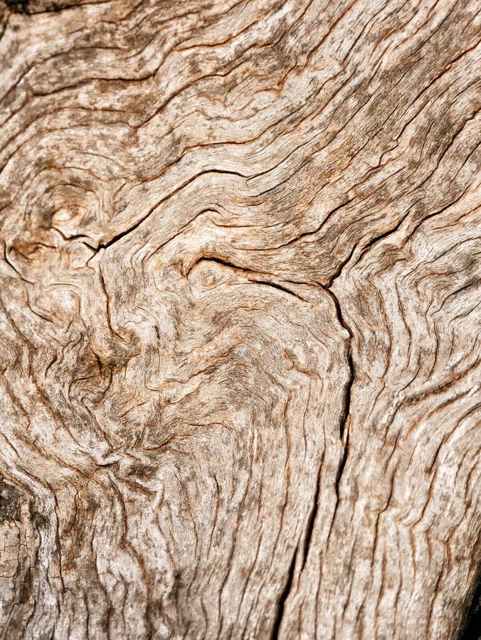 Macro of a Bark of Olive Tree Stock Photo - Image of macro, abstract ...