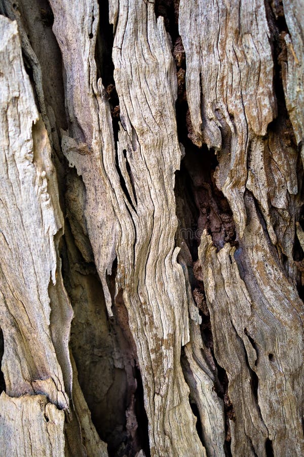 Macro of a Bark of Olive Tree Stock Photo - Image of macro, abstract ...