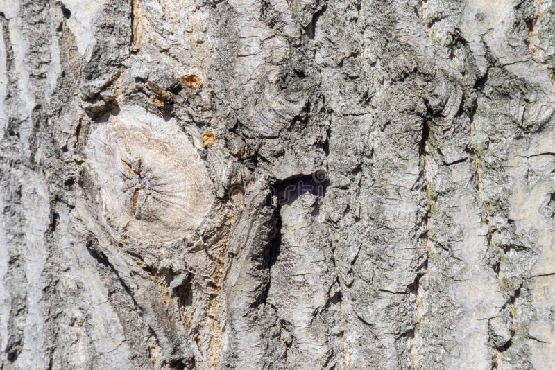 Macro of a Bark of Olive Tree Stock Photo - Image of macro, abstract ...