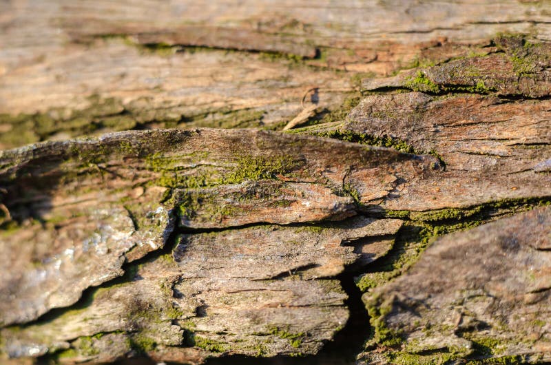 Macro Bark of a Tree with Moss Full Frame. Eye Level Shooting. the ...