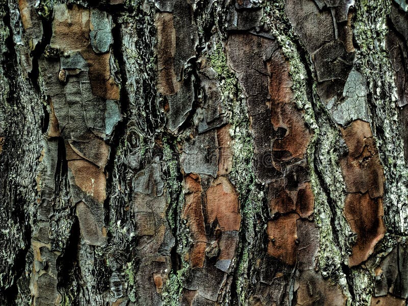 Macro of the Bark of a Tree Trunk. Ideal As a Texture for Various Works ...
