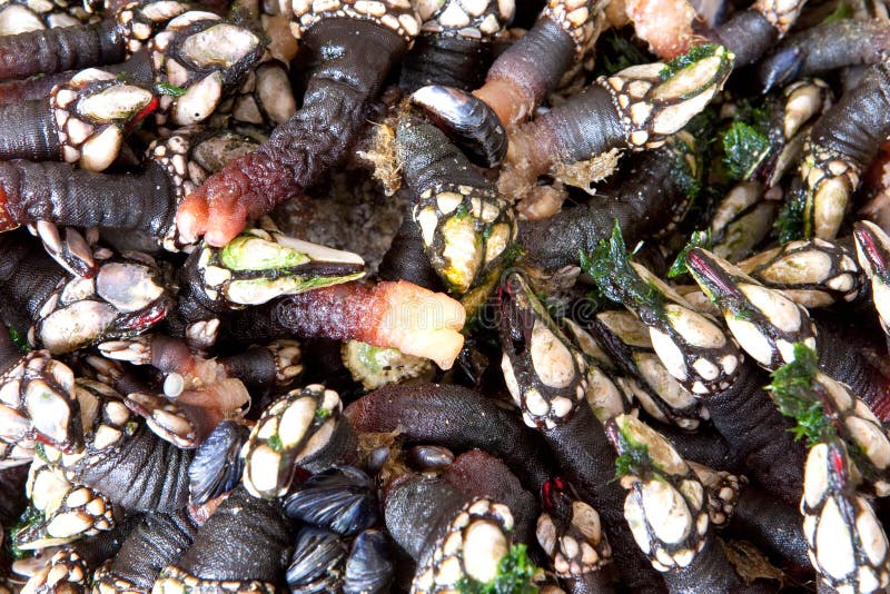 Macro barnacles stock image. Image of animal, mollusk - 12848119