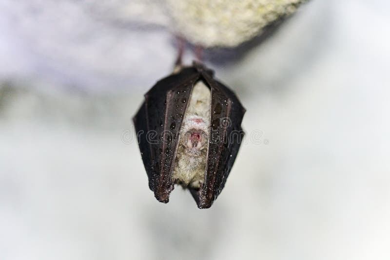 Macro of a bat in a cave stock image. Image of upside - 103430445