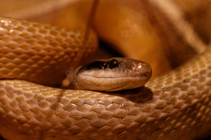 Cave Racer Snake Stock Photos - Free & Royalty-Free Stock Photos from ...