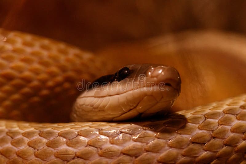 Cave Racer Snake Stock Photos - Free & Royalty-Free Stock Photos from ...